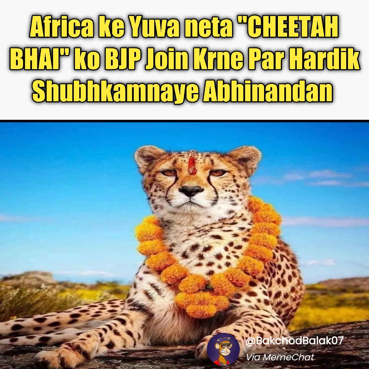 Laughing Cheetah Meme