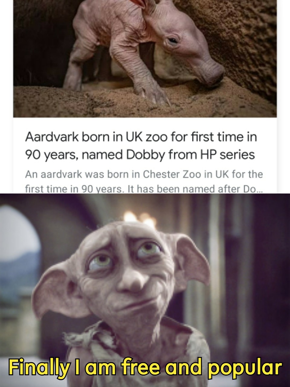 Dobby Has No Master Meme